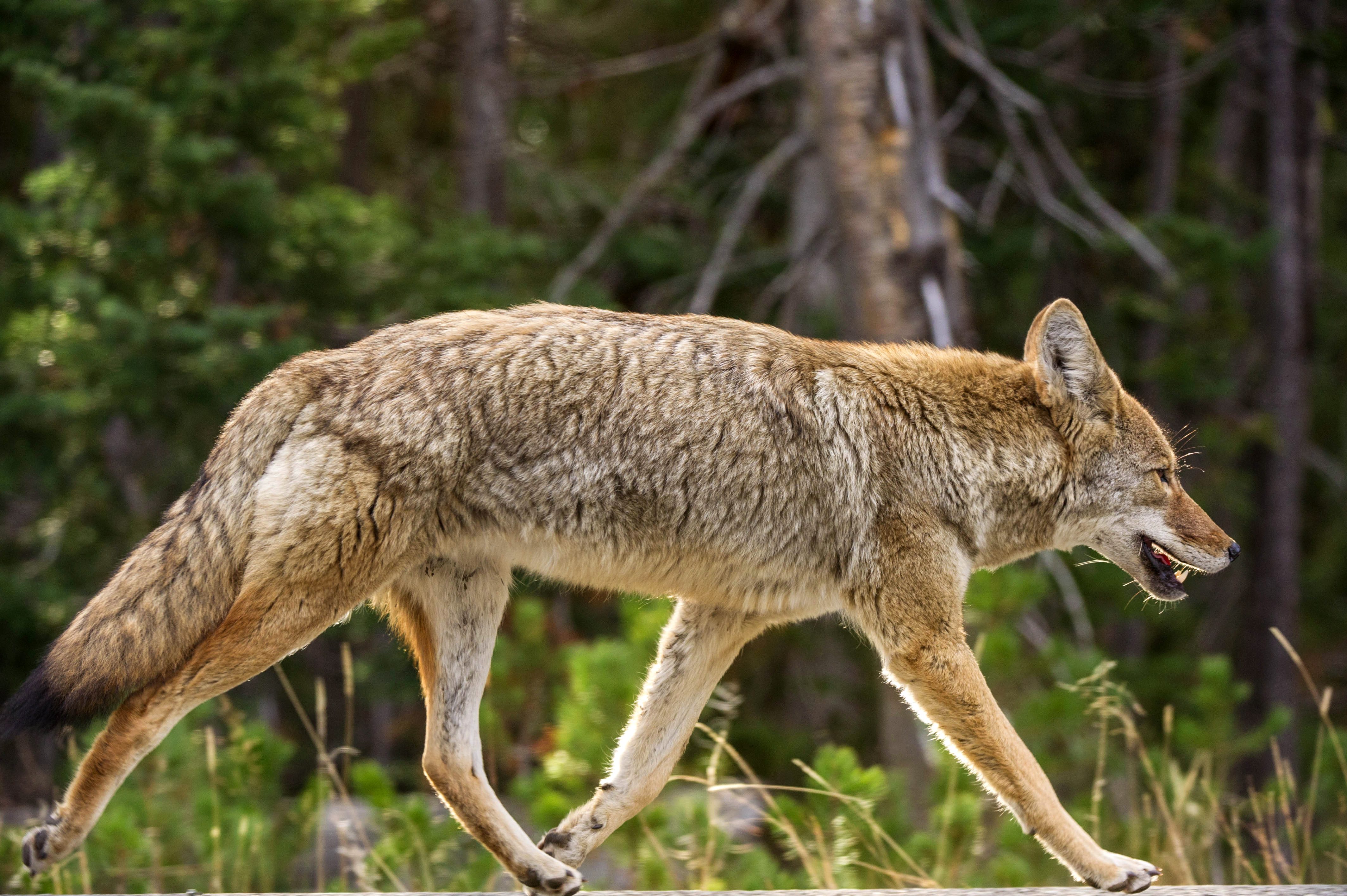 Un coyote mordió a una niña de 5 años que jugaba en un parque en ...