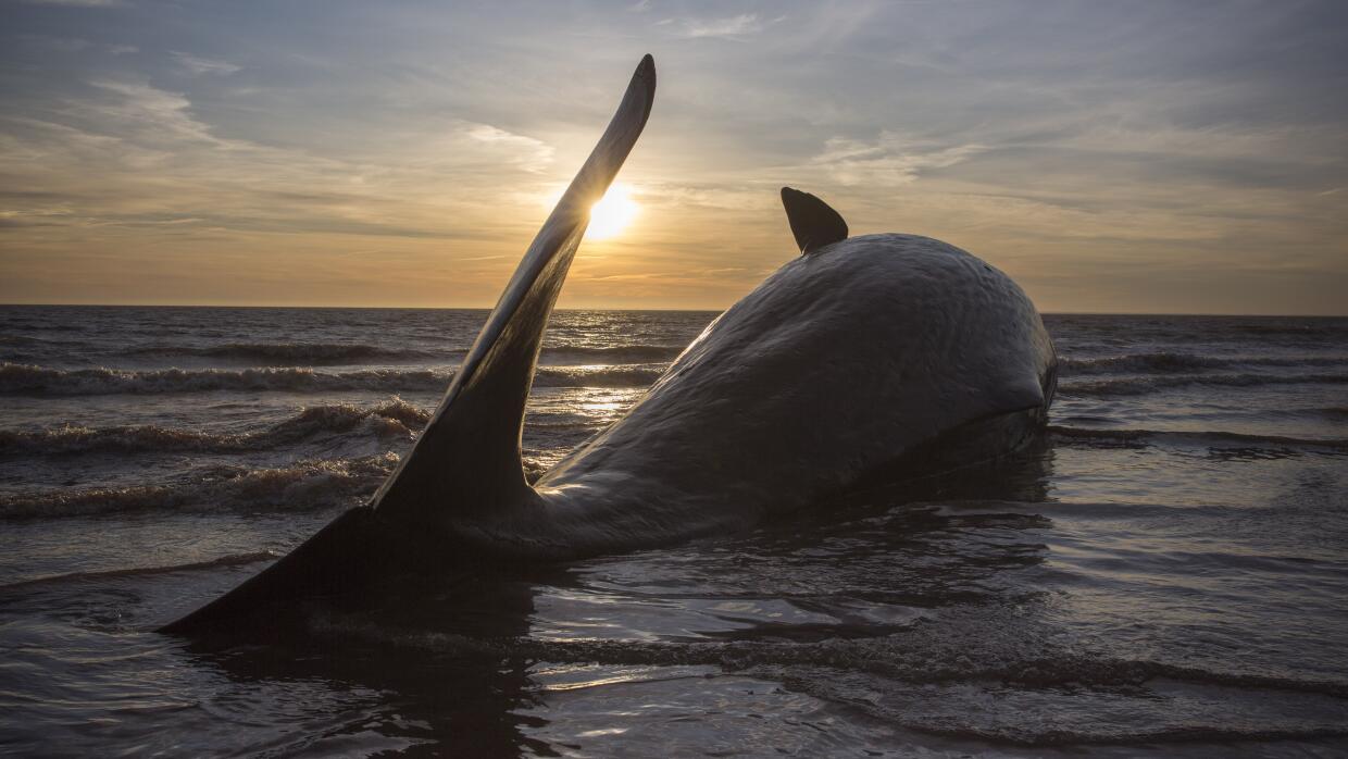 El misterio de las ballenas varadas en Inglaterra - Univision