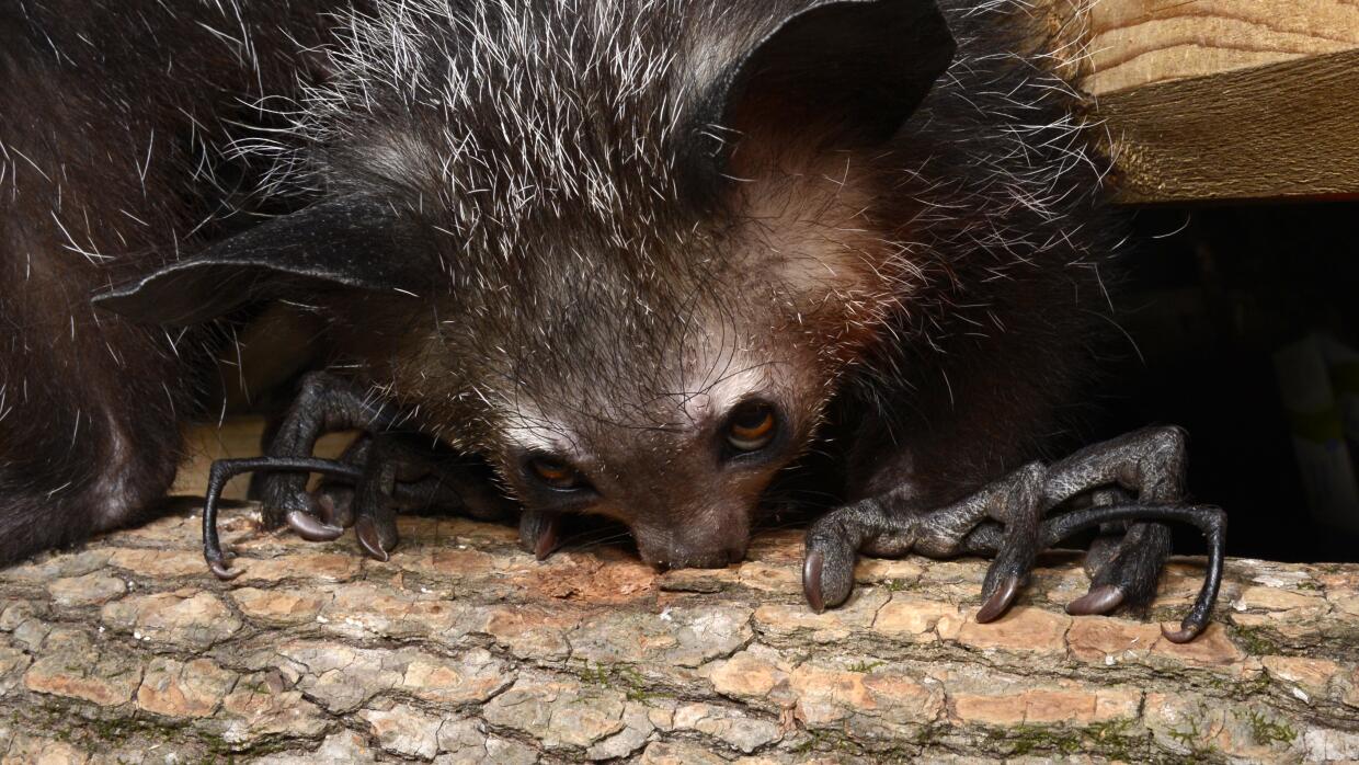 El animal más feo del mundo corre peligro porque lo consideran ...
