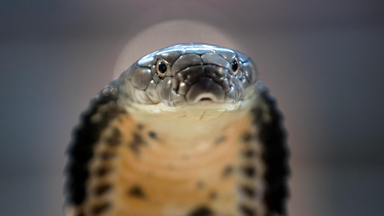 El video viral de la cobra "sedienta": ¿puede una serpiente aceptar ...